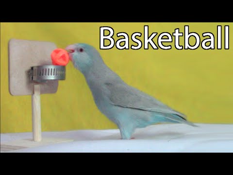 parrot basketball toy by jhobo - Thingiverse