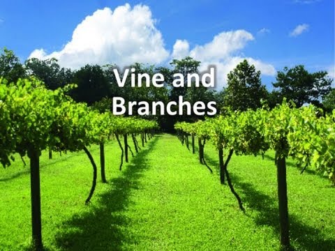 The Vine and the Branches