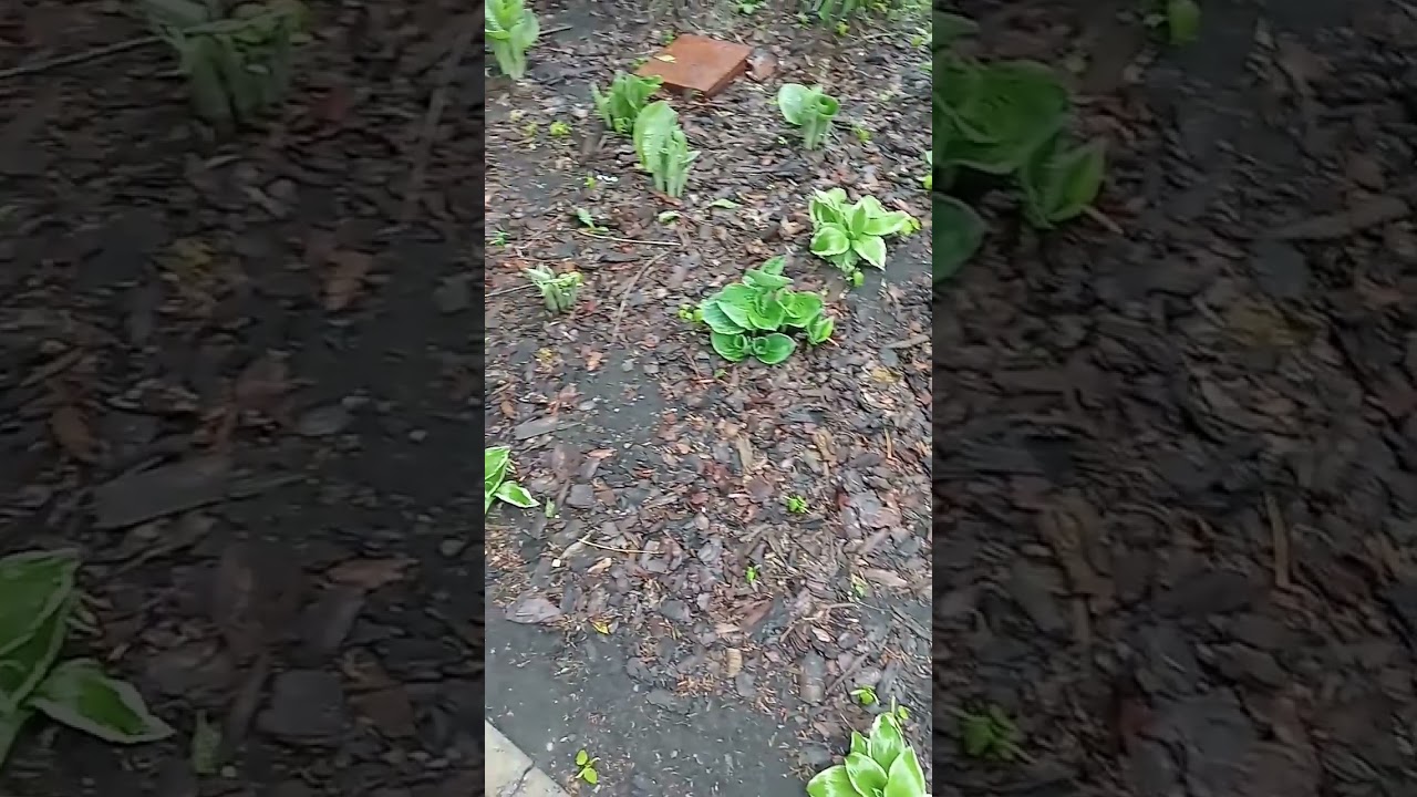 Hosta after the rain.June.