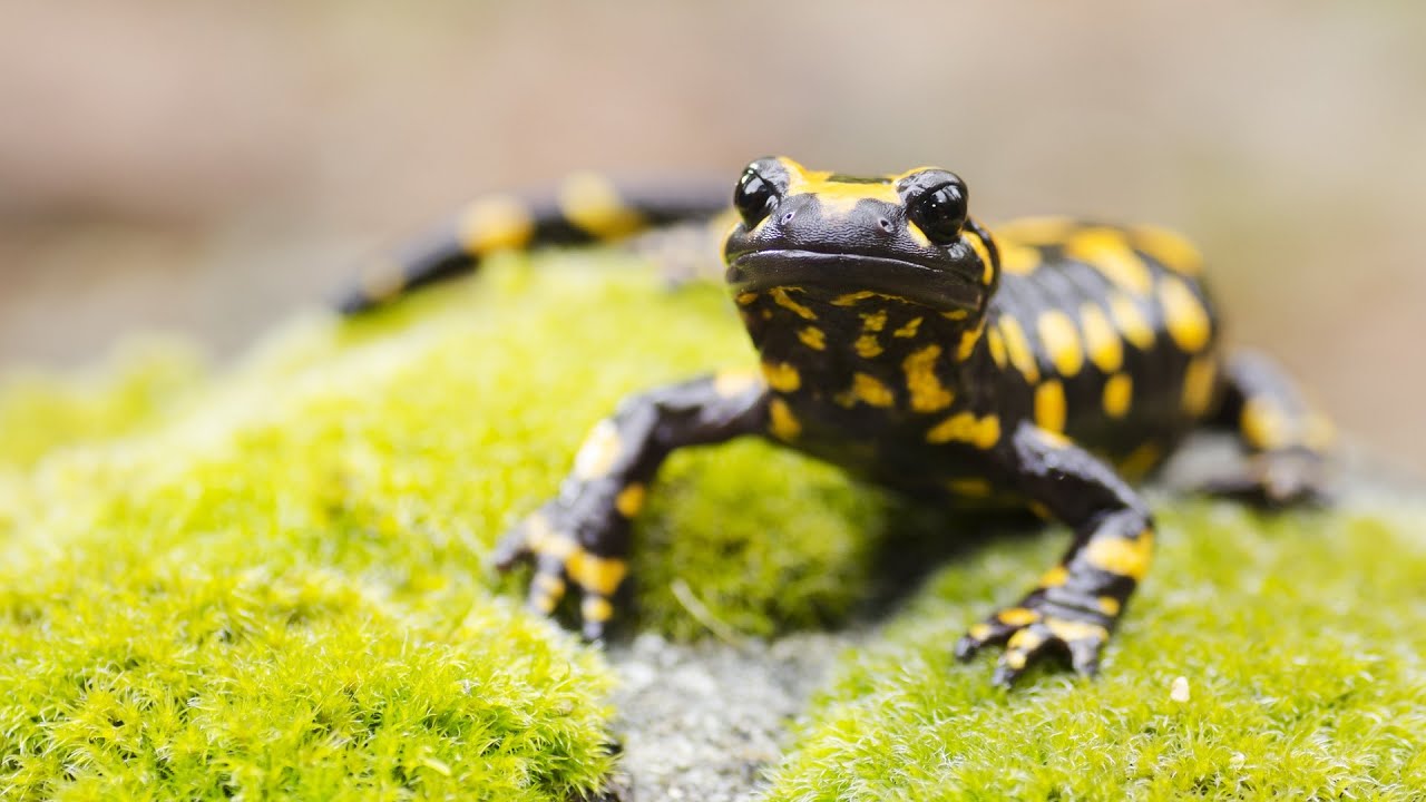 Amphibian Diversity Part 1: Orders Gymnophiona and Caudata (Caecilians and Salamanders)