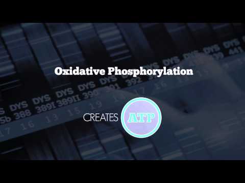 What is Mitochondrial DNA?