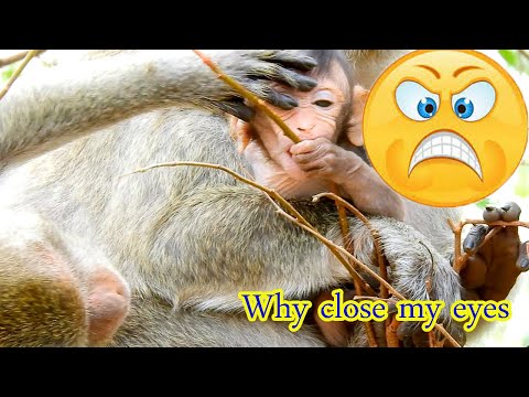 Wow ! Big monkey try to close eyes baby monkey Jack when it try to eat small tree | New action
