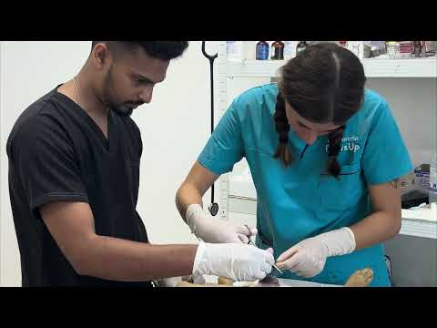 Dr Shaving dog balls