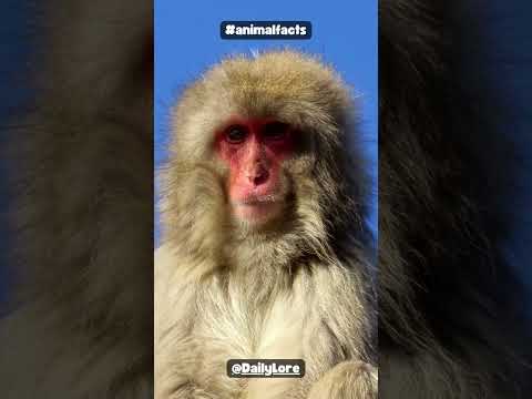 Animal Facts - JAPANESE MACAQUE #shorts #animalfacts #subscribe