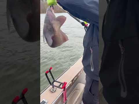 A catfish from a guide trip released alive for you to catch!!