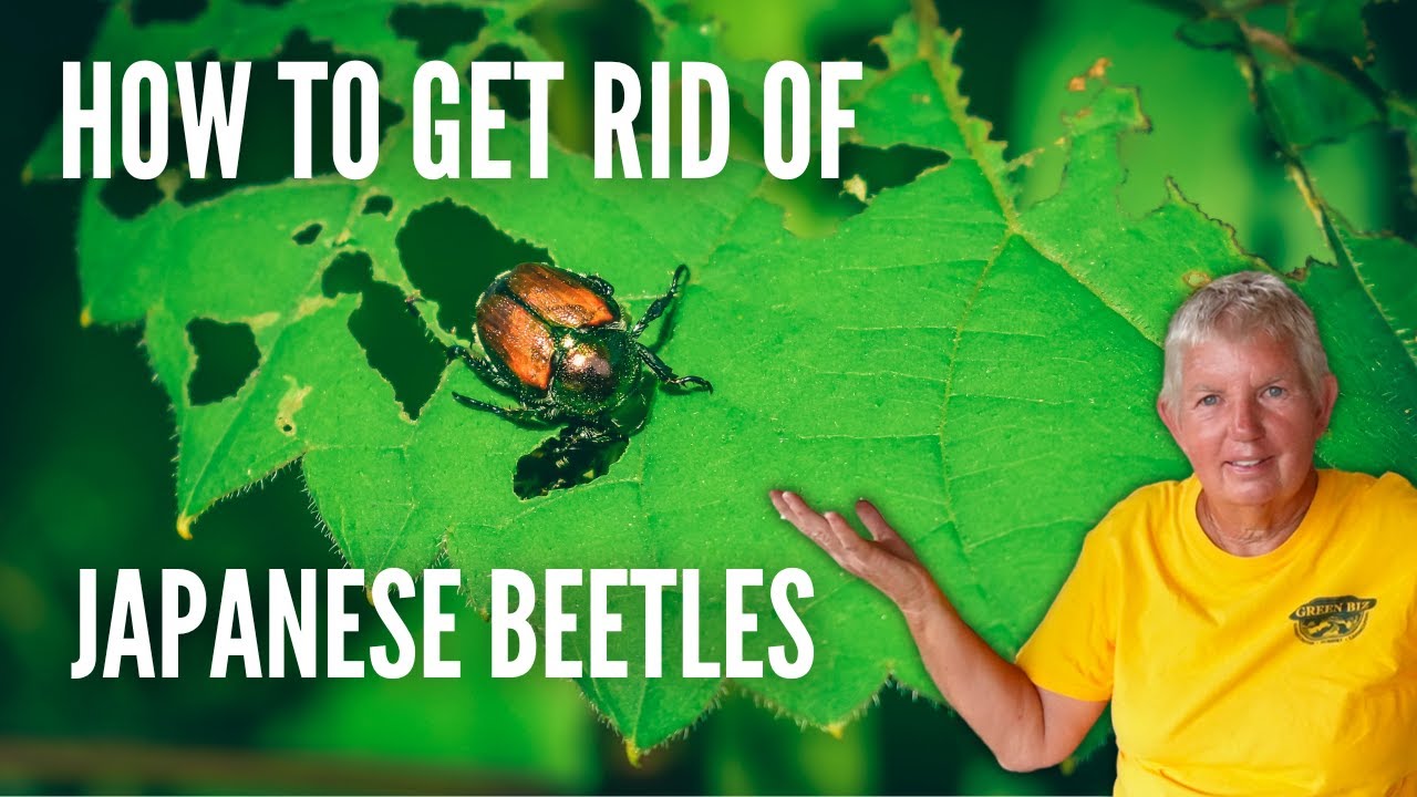 Japanese Beetle Control: The Ultimate Guide for a Beetle-Free Garden