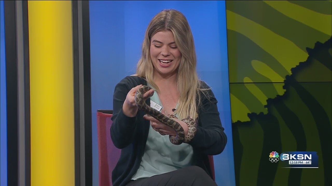Wild Side: Mickey the Great Plains ratsnake visits from Great Plains Nature Center