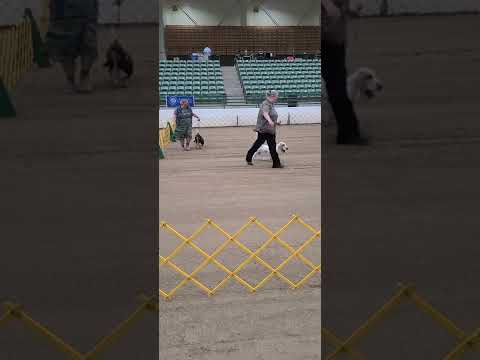 reno dog show 08/19/22