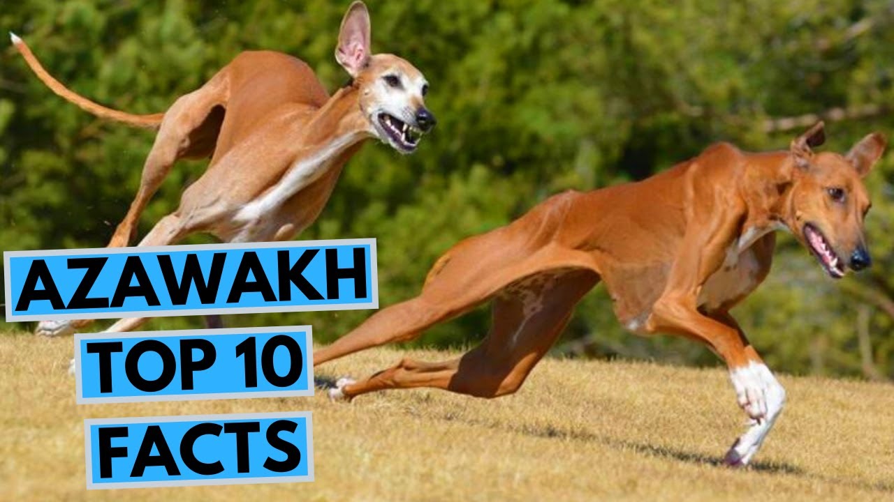 Azawakh - TOP 10 Interesting Facts