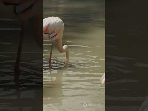The Flamingo’s Secret: Why So Pink? #Flamingos #NatureFacts #Wildlife #BirdsOfTheWorld #Shorts