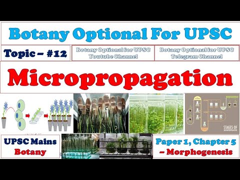 Micropropagation: Process: Advantages: Plant Tissue Culture: UPSC ...