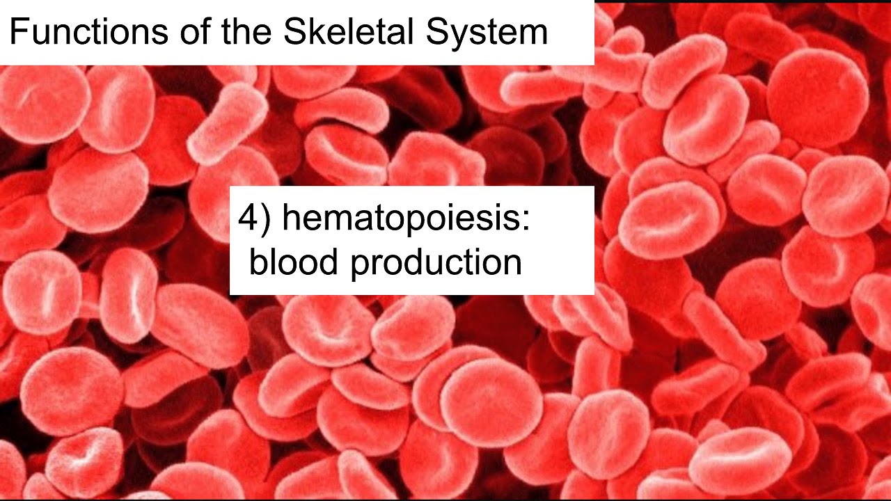 Skeletal System Components & Functions