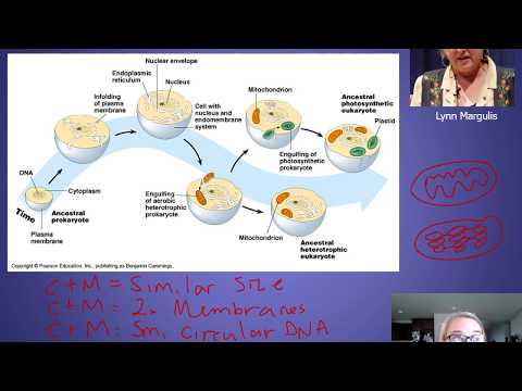 Chapter 3: Archaeal Characteristics