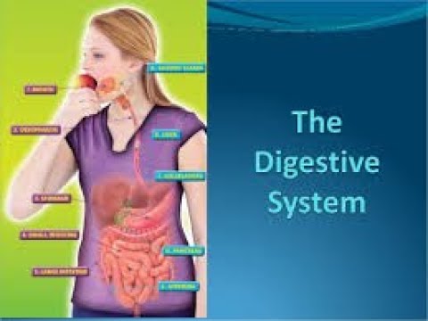 Human Digestive System in Urdu | Academyfor all