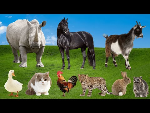 Cute Farm Animals: Rhino, Horse, Goat, Duck, Cat, Chicken, Rabbit, Raccoon β Animal Sounds