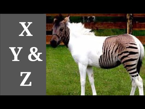 Animals names With X,Y,Z | Animals with x,y,z | animals names with letter x,y,z