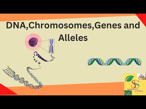 What are DNA,Chromosomes, Genes and alleles?| in HINDI| (easy way)