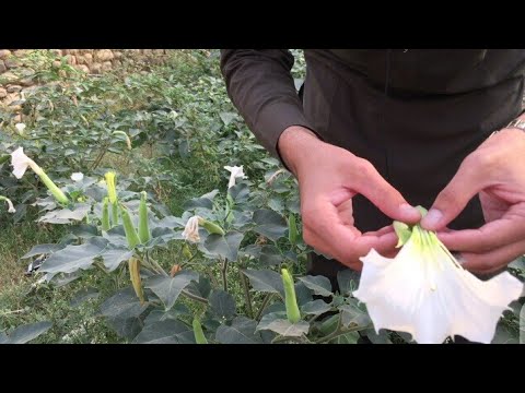Datura Alba (Thorn Apple) Flower, Fruit And Seed In Hindi/Urdu.