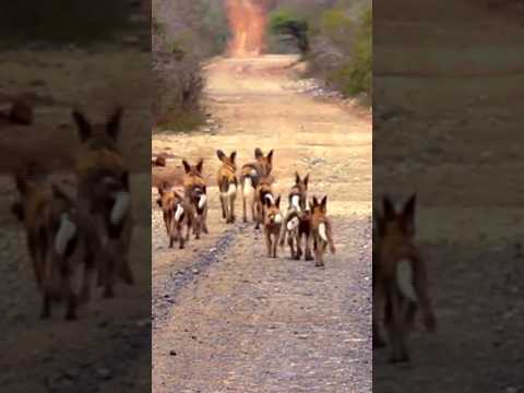 Painted Dog PREY 🦌 Animal Fact Files #animals #facts #wildlife
