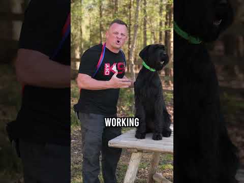 Top 3 Reasons Why You SHOULDN'T Get a Giant Schnauzer