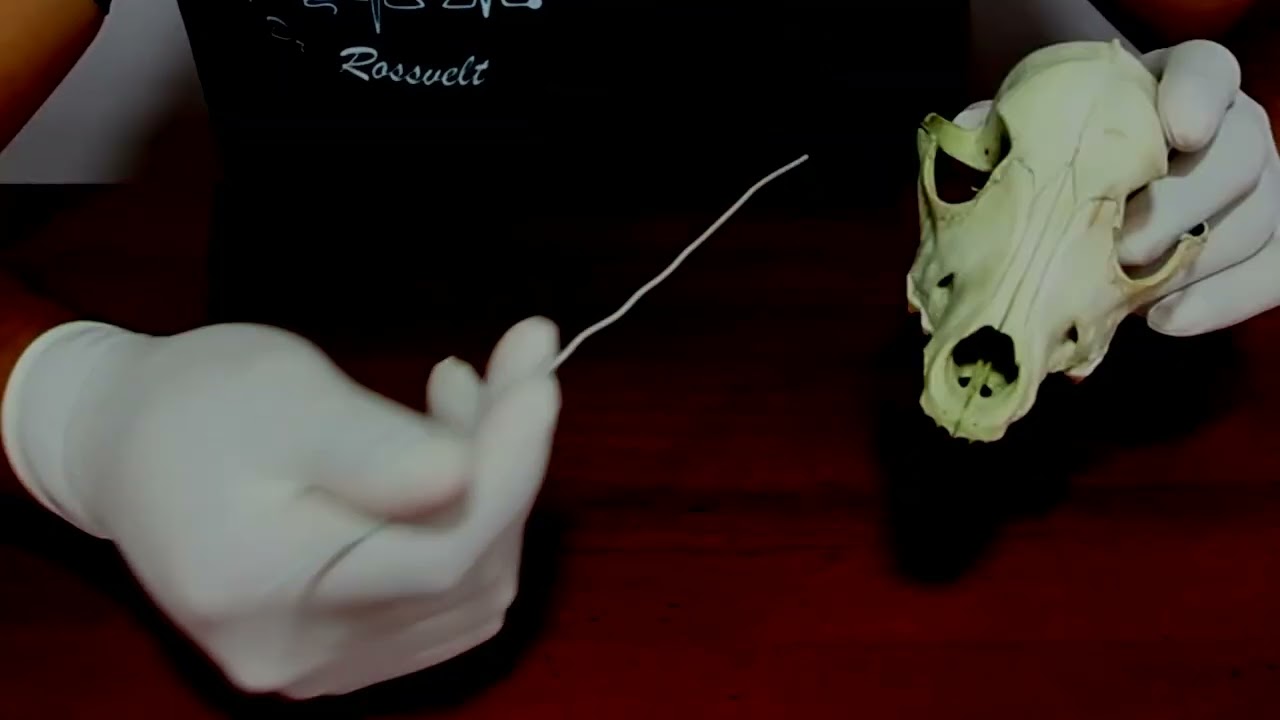 Huesos del cráneo de un perro (anatomía Veterinaria)