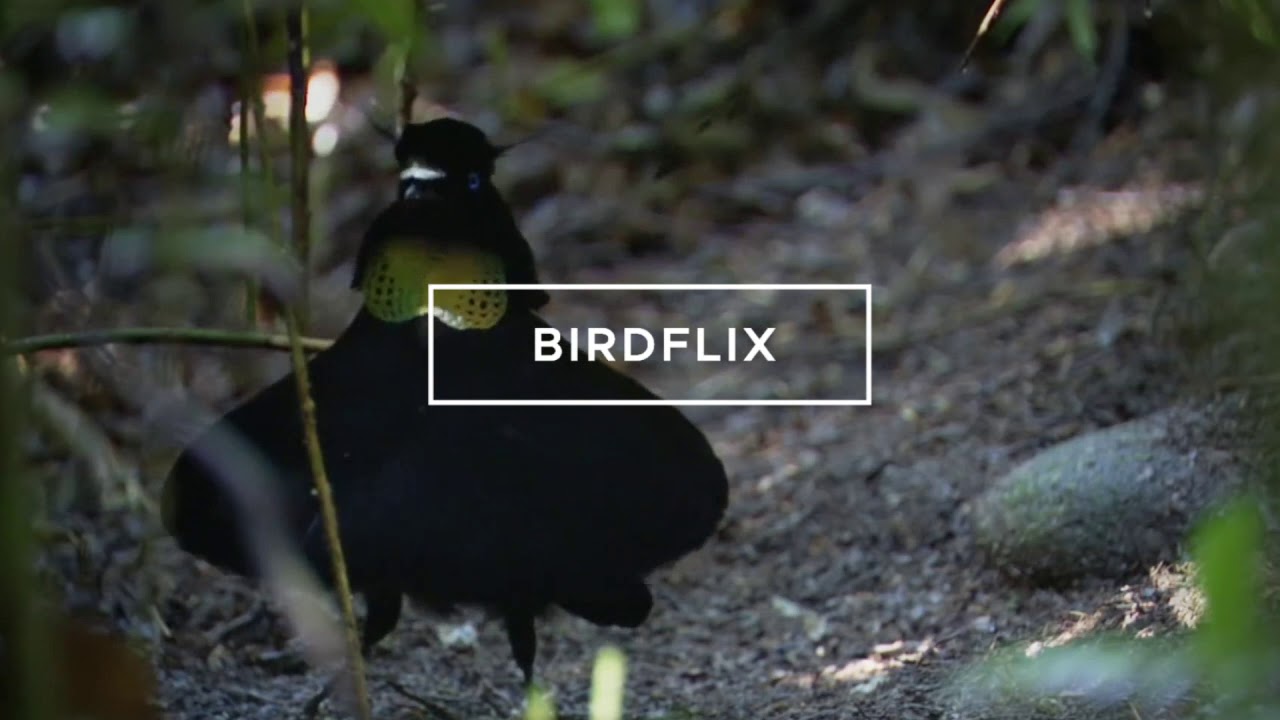 Plex Pre-Roll (Birdflix+)