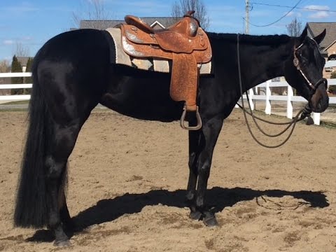 Invitation Only Mare - Brilliant Invitation offered for sale