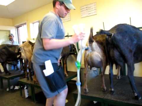 kevin machine milking.MOV