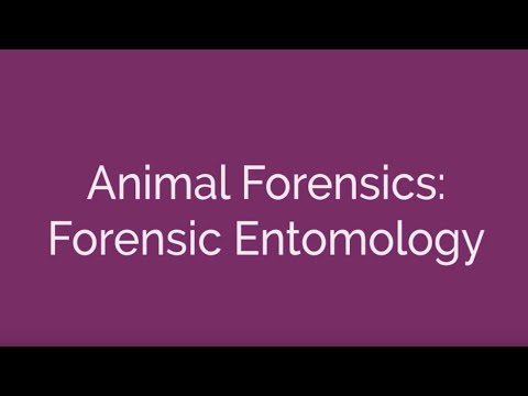 Animal Forensics - Forensic Entomology