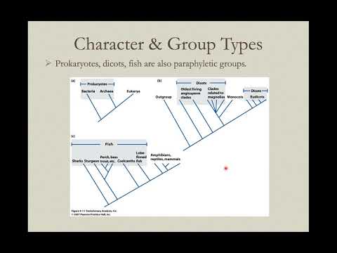Evol 17 Phylogenetics