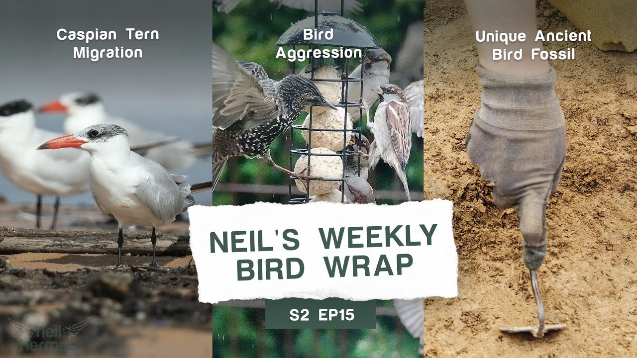 Caspian Tern Migration, Bird Aggression, and a Unique Ancient Bird Fossil | E15