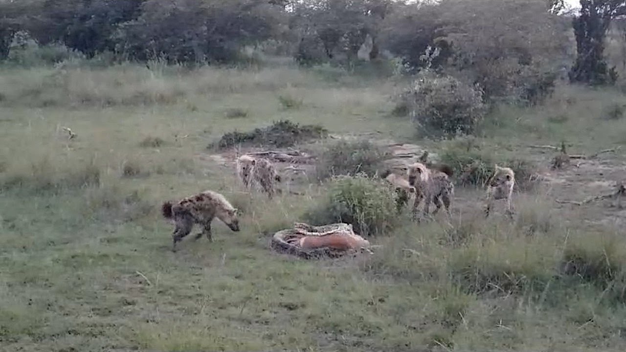 Python defending its impala kill from a hyena clan