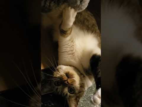 Lola playing with the box her cat tree came in