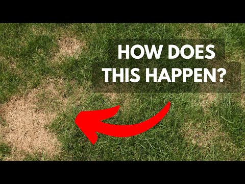 How Does Lawn Fungus and Disease Appear? Lawn Care Disease Triangle.