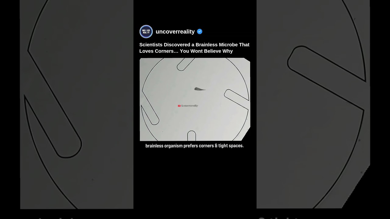 Scientists Discovered A Brainless Microorganism That Love Corners. You Won't Believe Why #shorts