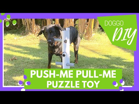 Fun DIY brain game for dogs: push-me pull-me homemade dog toy and enrichment activity for smart dogs