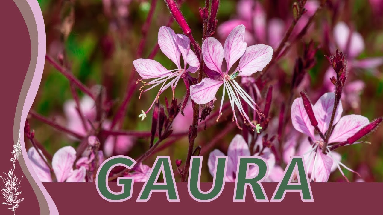 A Simple Guide to Growing GAURA! (Oenothera lindheimeri) 