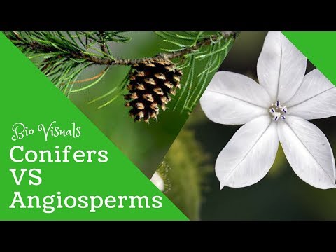 QUESTION:THE DIFFERENCES BETWEEN CONIFERS AND ANGIOSPERMS