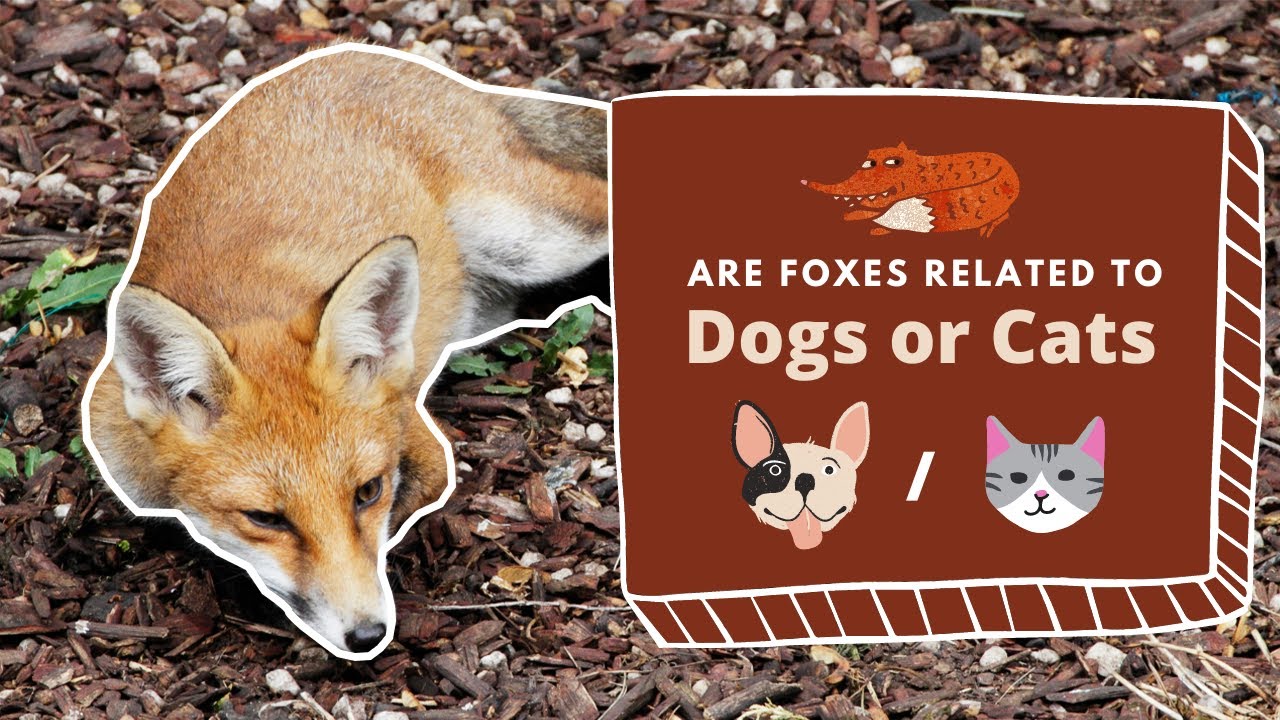 Are Foxes Related to Dogs or Cats? The Absolute Answer
