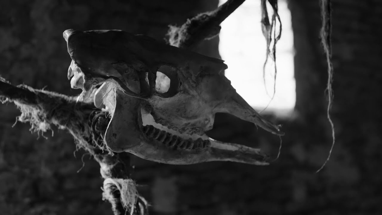 November (2017) - Cow Scene