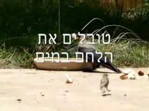 The Smart of a Raven