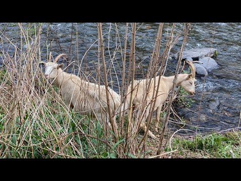 A La Bourboule, des chèvres entretiennent la Dordogne