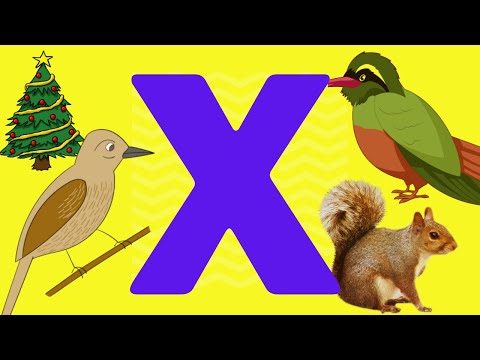 Words start with X for toddlers || kindergarten || X-ray, Xmas tree, Xantus, Xerus, Xenops
