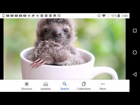Cool sloth party