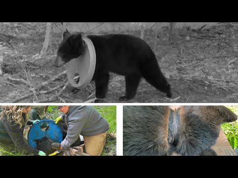 Michigan Bear Finally Free After 2 Years With Plastic Lid Stuck Around Its Neck