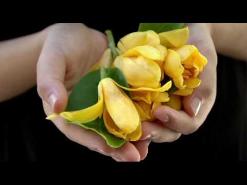 Cottage Farms Yellowbird Magnolia Tree on QVC
