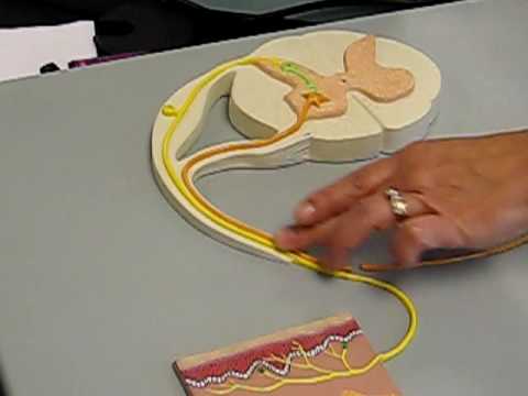 Nervous System