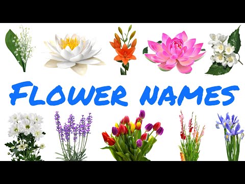 30 Flower names in English | Learn flower names | Improve your English vocabulary | Lesson 14