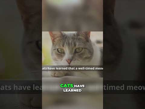 The Art of Meowing How Cats Communicate with Humans