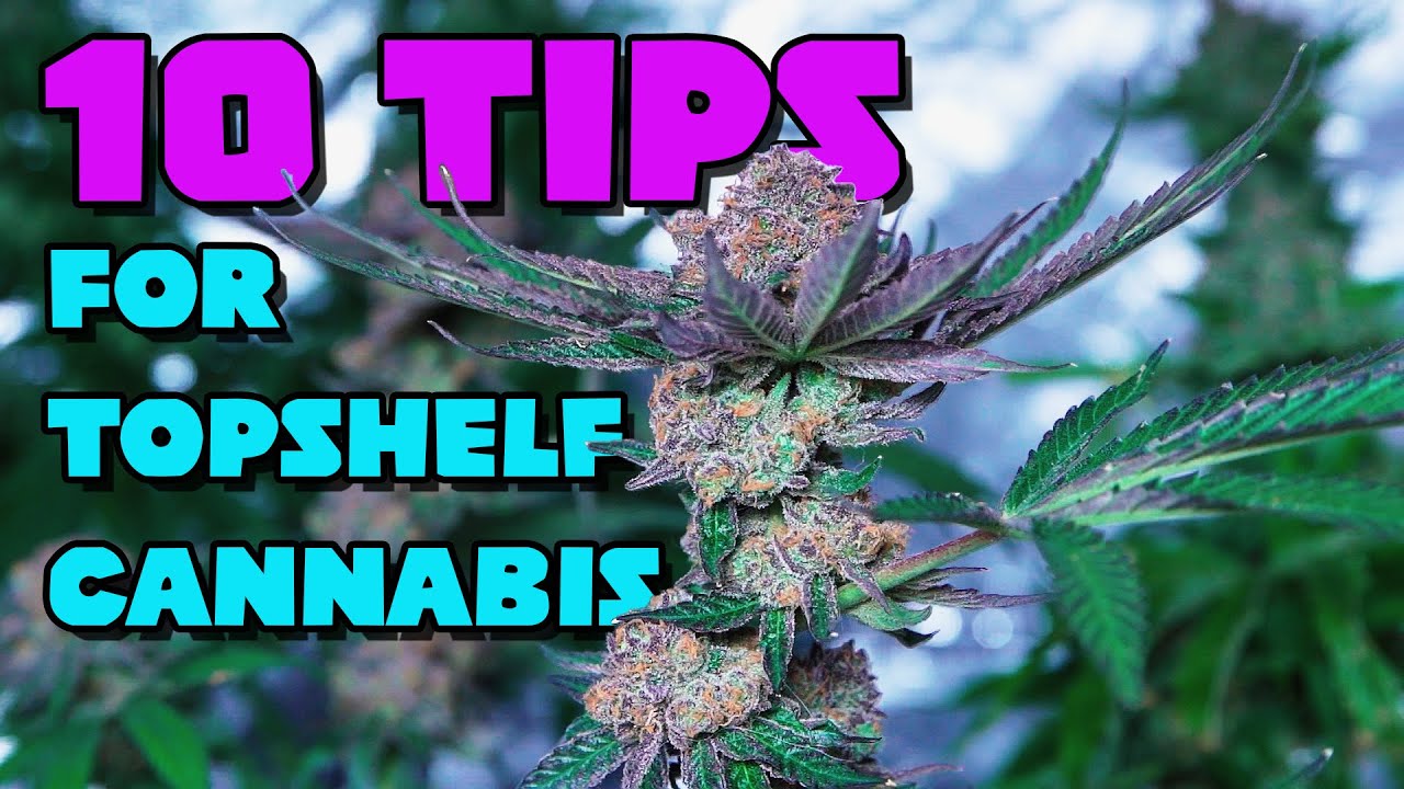 10 Tips for Growing Top Shelf Weed [How to Grow High-Quality Cannabis!]